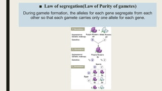 Mendelian genetics | PPT
