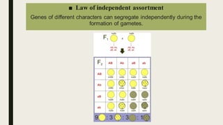 Mendelian genetics | PDF