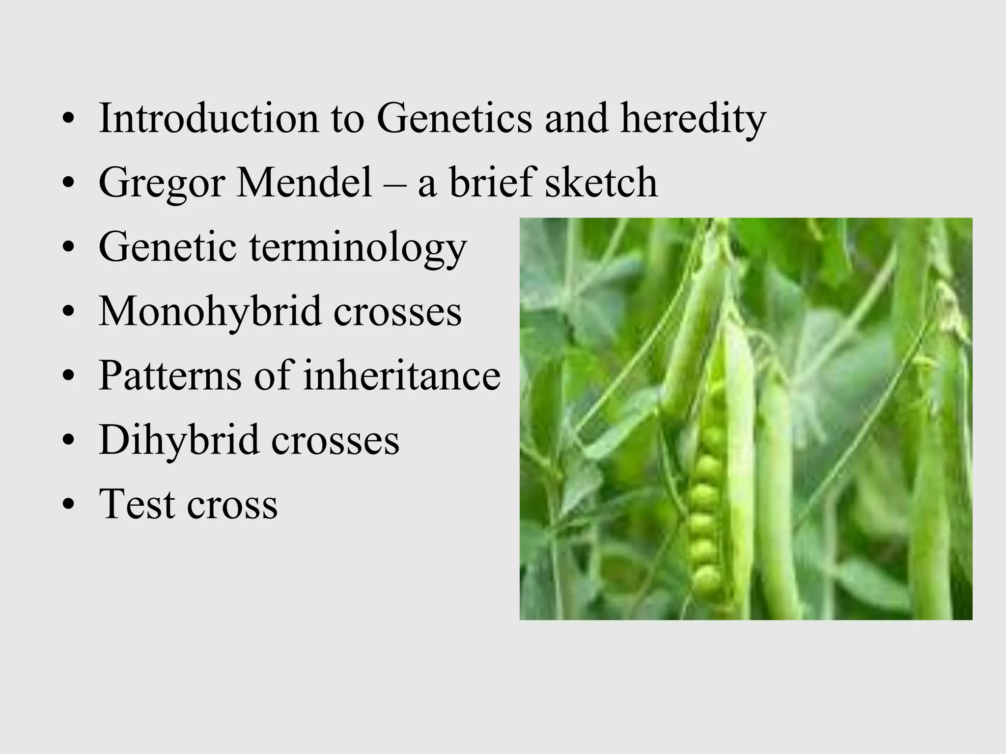 Mendelian genetics | PPT