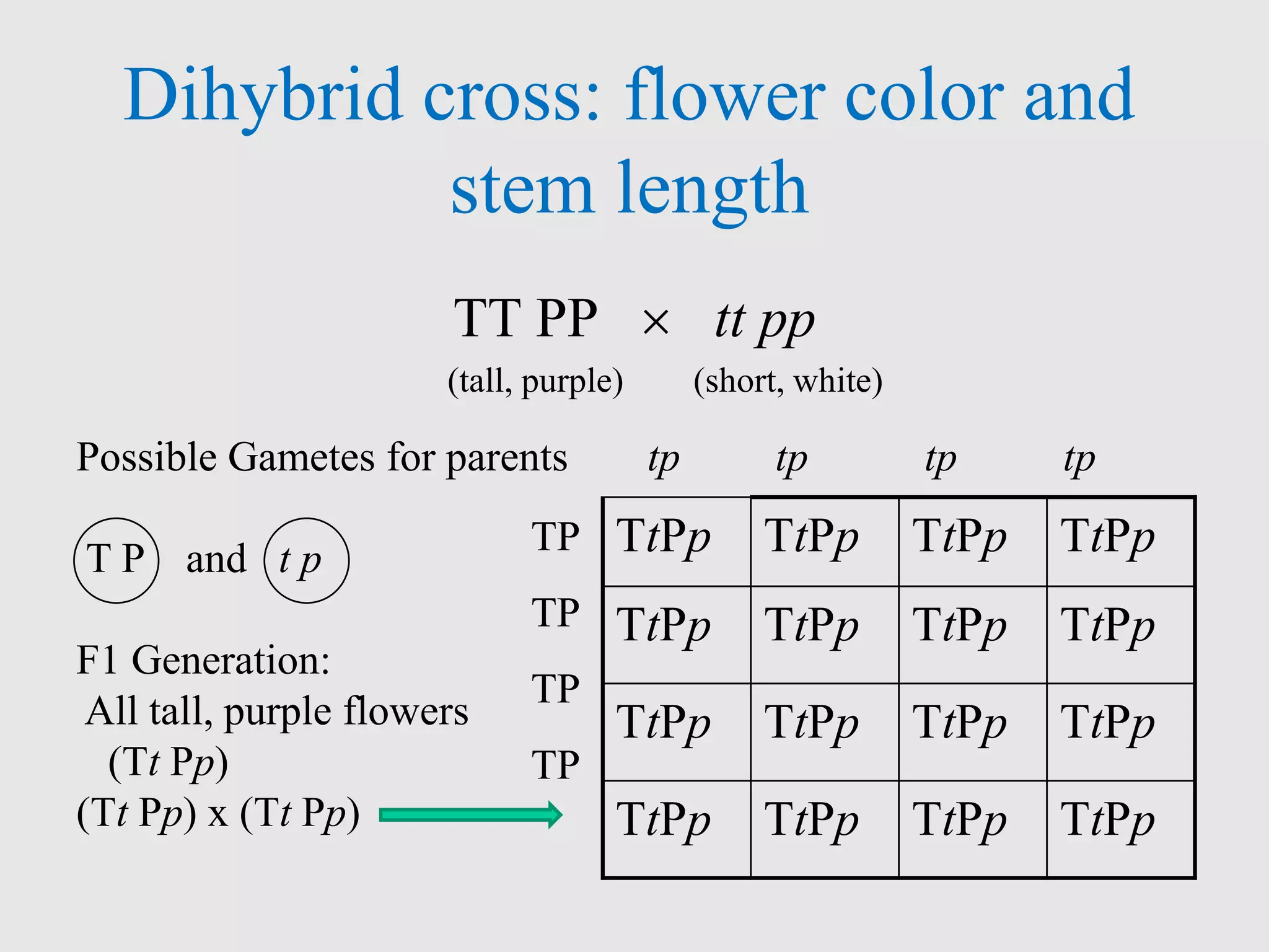 Mendelian genetics | PPT