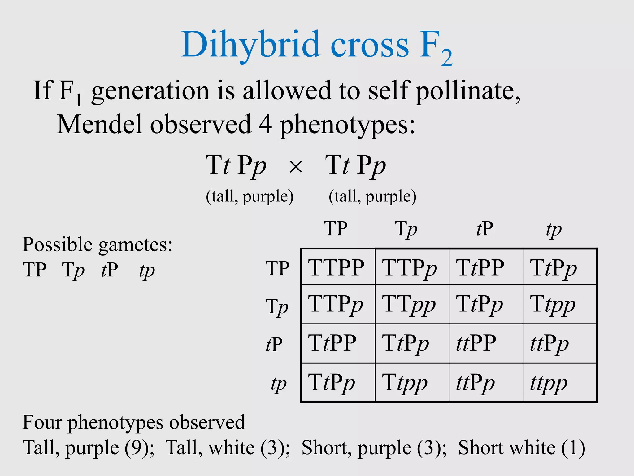 Mendelian genetics | PPT