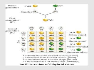 Mendelian genetics | PPT