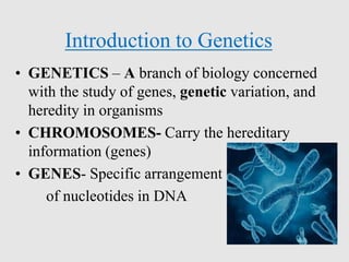 Mendelian genetics | PPT
