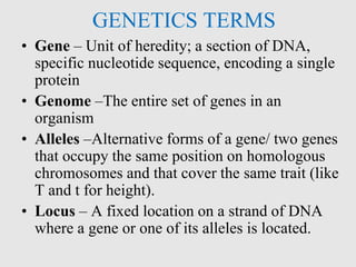 Mendelian genetics | PPT
