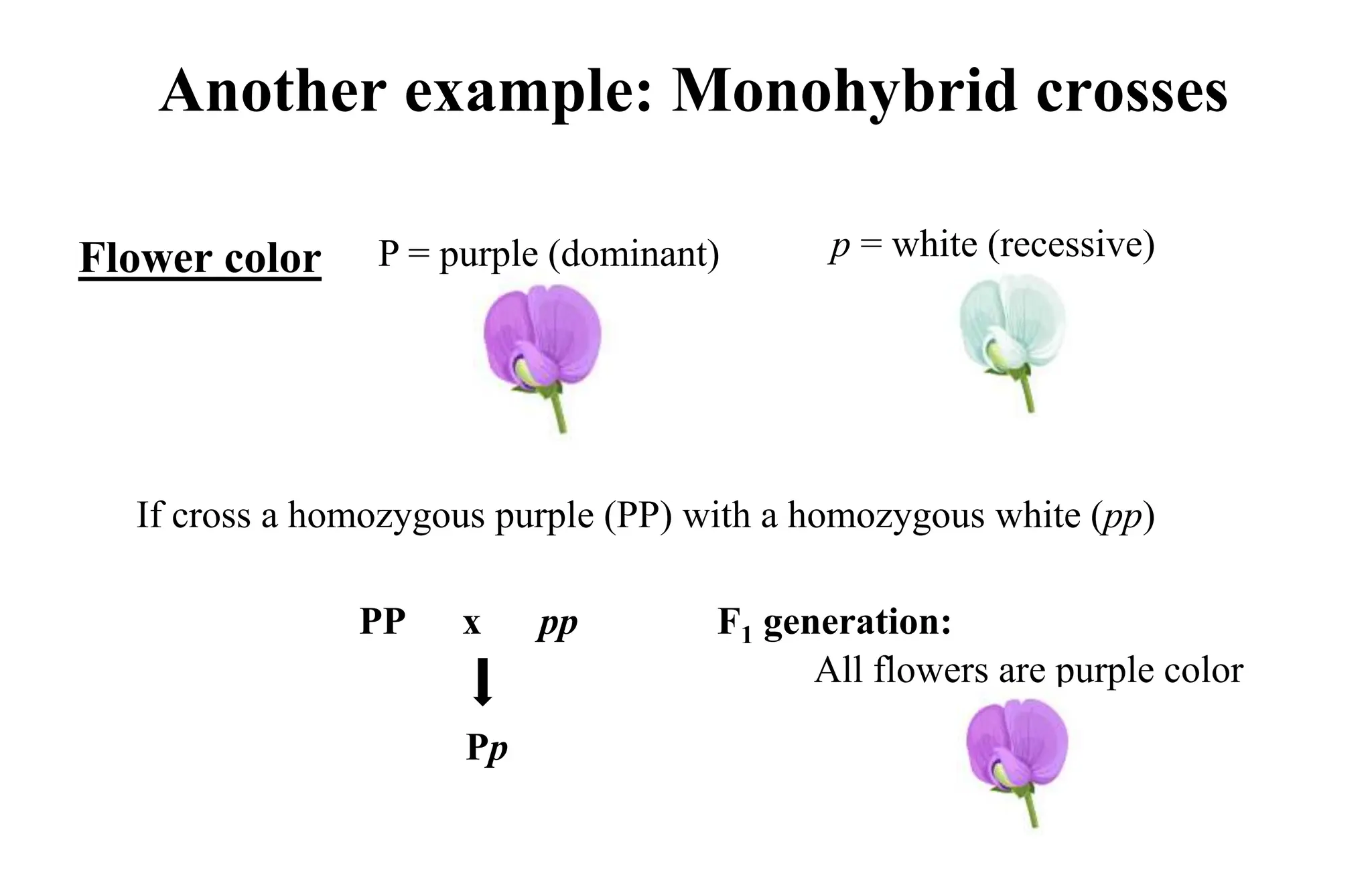Mendelian genetics - Father of Modern genetics | PPTX