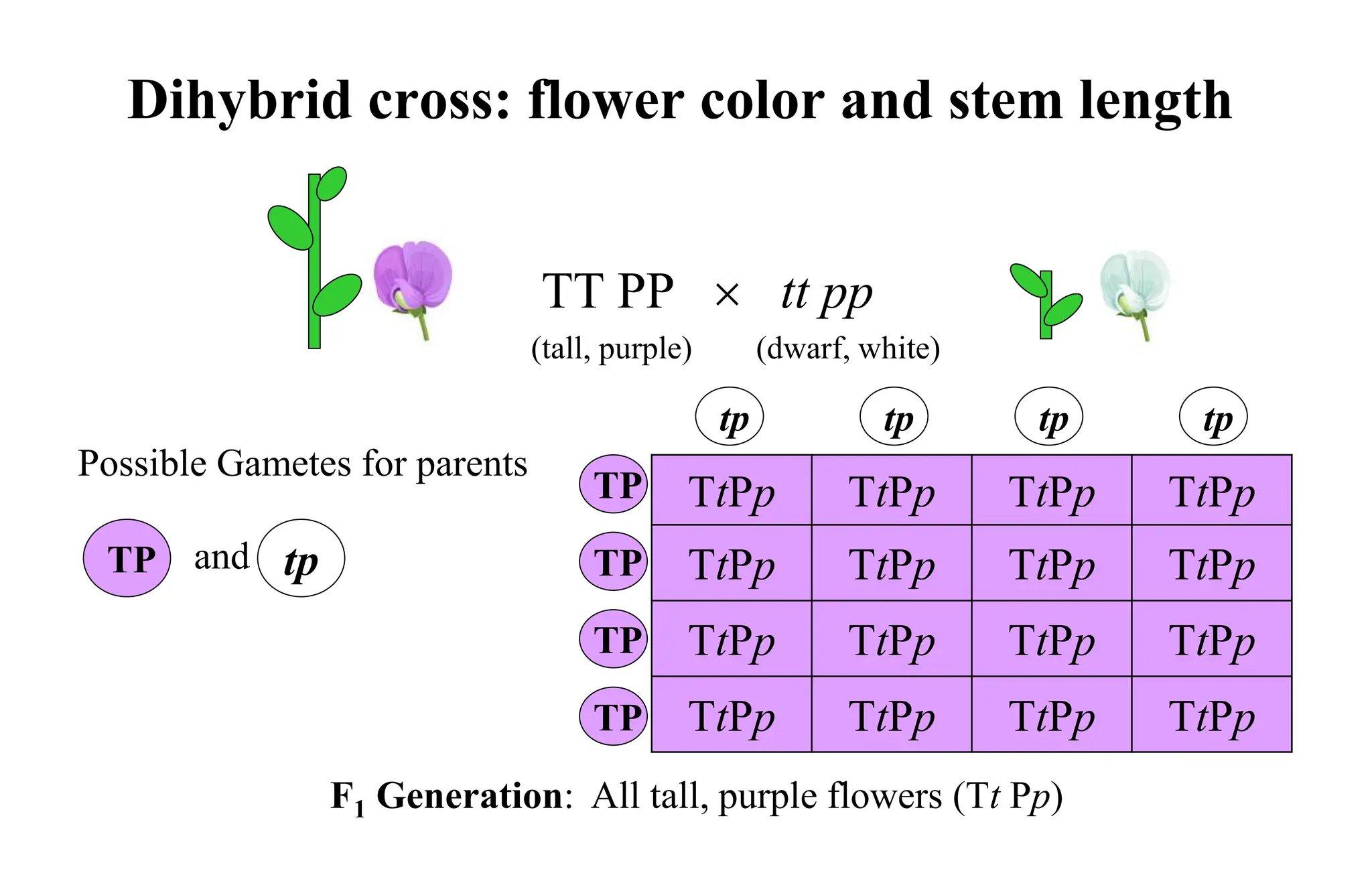 Mendelian genetics - Father of Modern genetics | PPTX