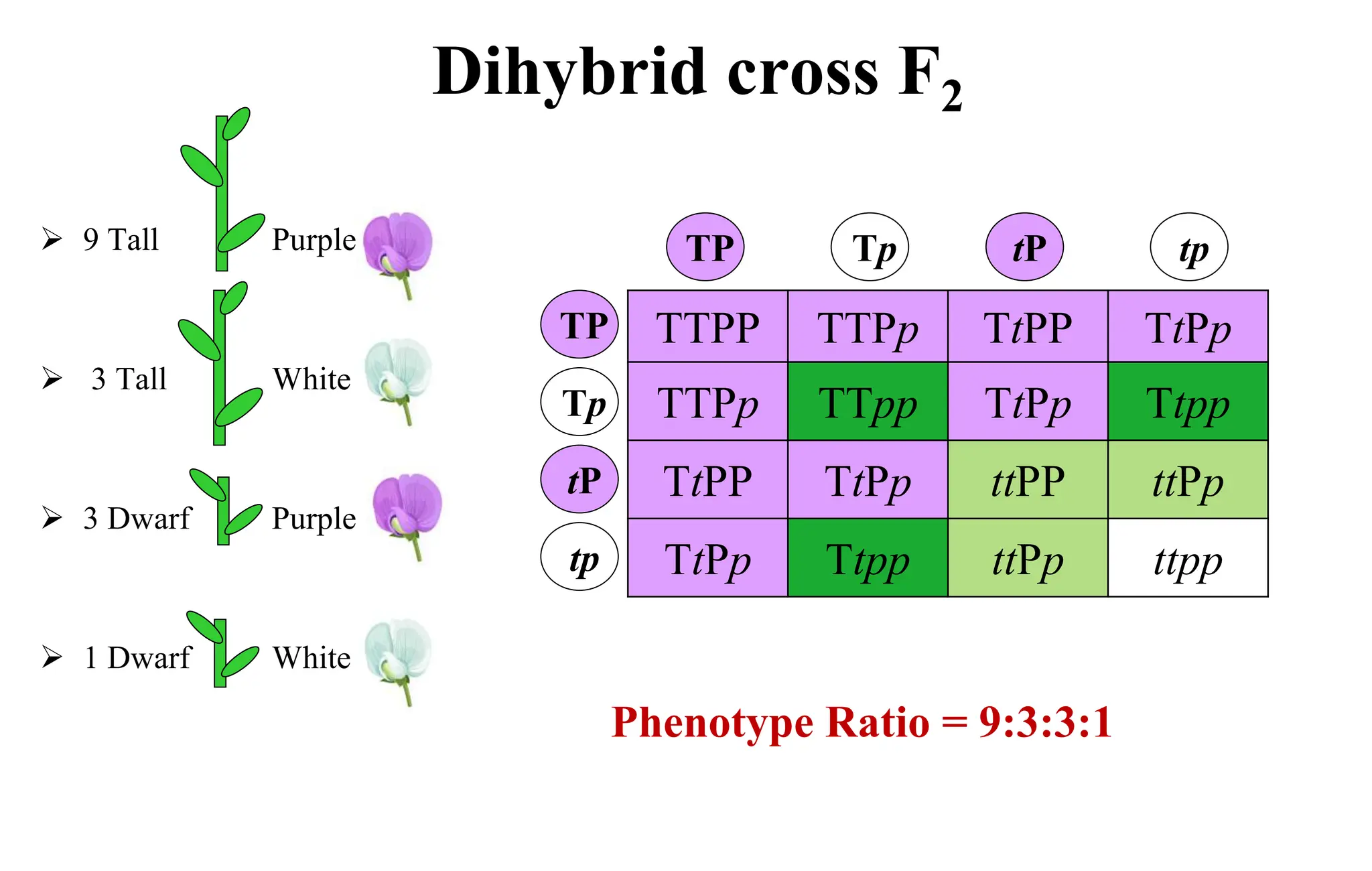 Mendelian genetics - Father of Modern genetics | PPTX