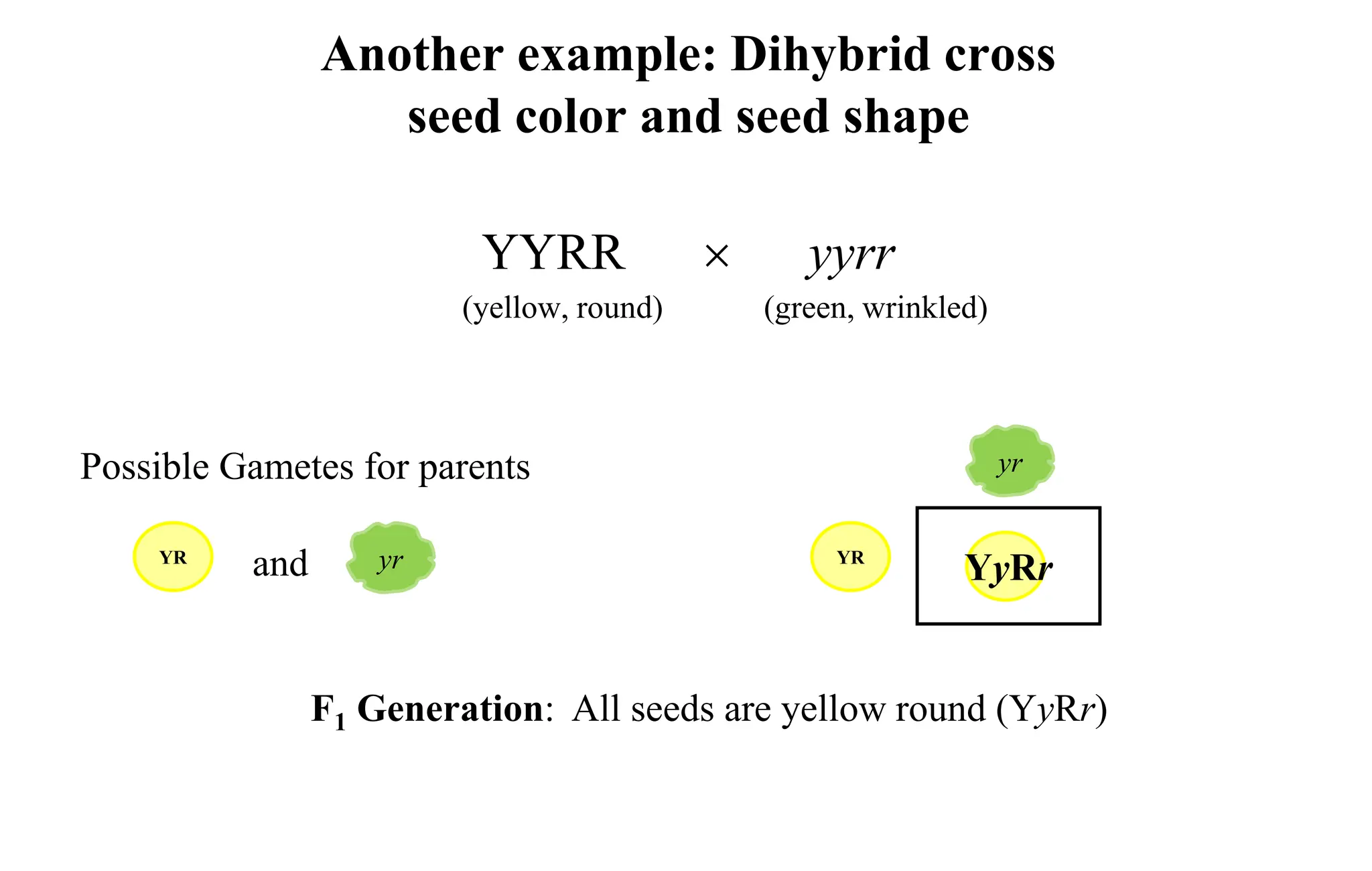 Mendelian genetics - Father of Modern genetics | PPTX
