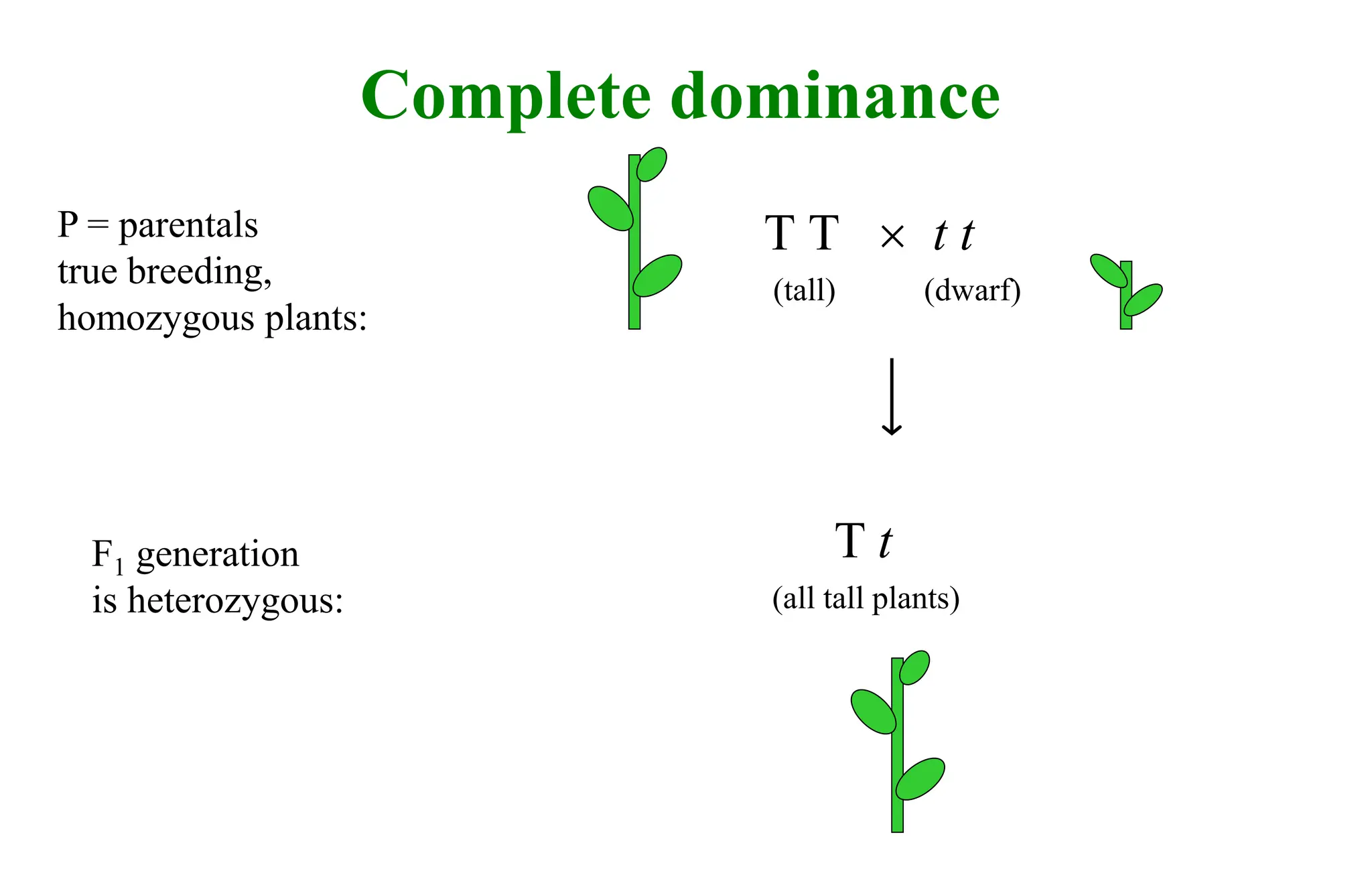 Mendelian genetics - Father of Modern genetics | PPTX