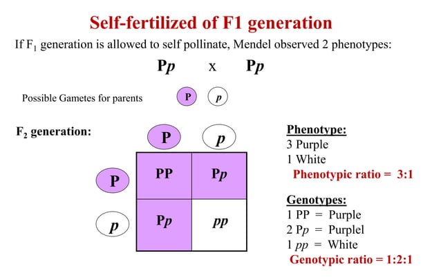 Mendelian genetics - Father of Modern genetics | PPT