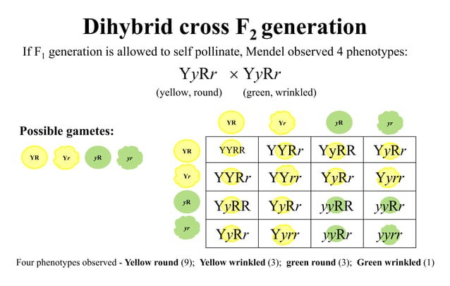 Mendelian genetics - Father of Modern genetics | PPT