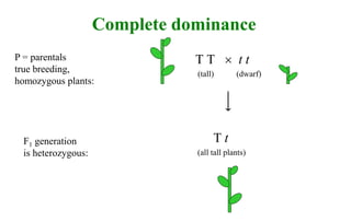 Mendelian genetics - Father of Modern genetics | PPTX