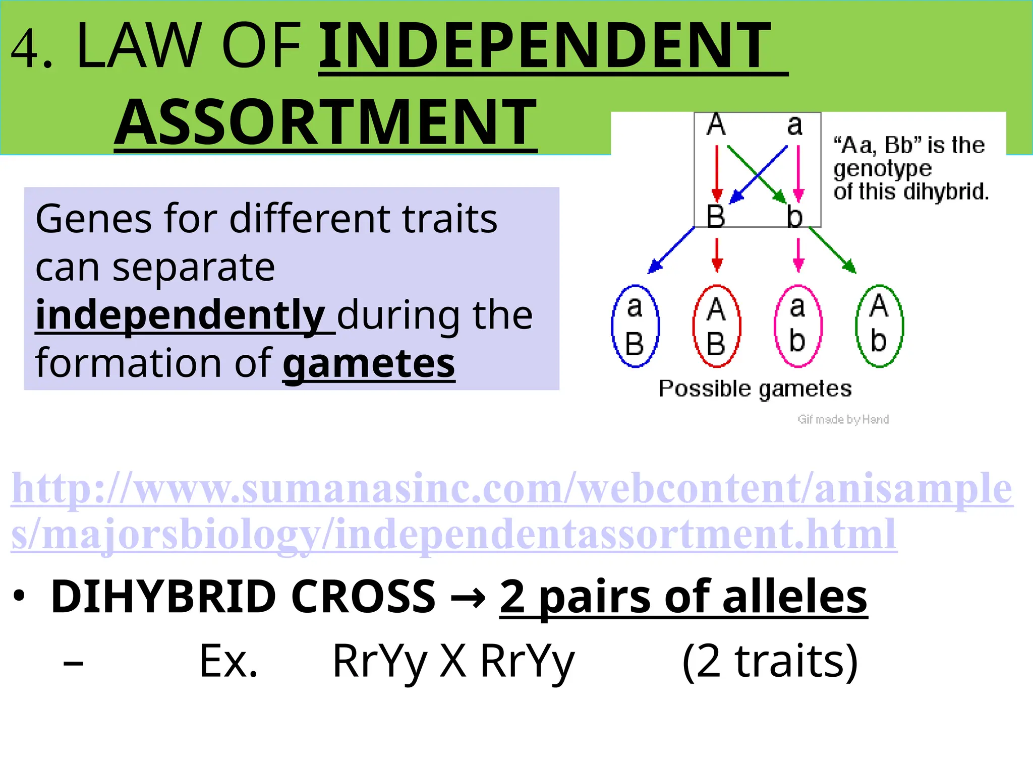 Mendelian Genetics presentation.ppt.pptx