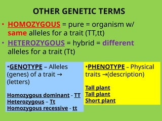 Mendelian Genetics presentation.ppt.pptx