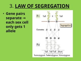 Mendelian Genetics presentation.ppt.pptx