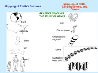 Mendelian Genetics presentation.ppt.pptx