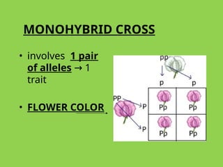 Mendelian Genetics presentation.ppt.pptx