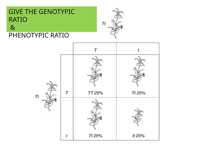 Mendelian Genetics presentation.ppt.pptx