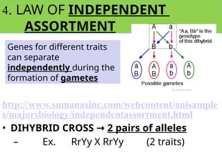 Mendelian Genetics presentation.ppt.pptx