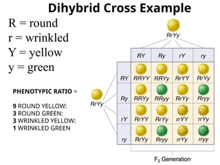 Mendelian Genetics presentation.ppt.pptx