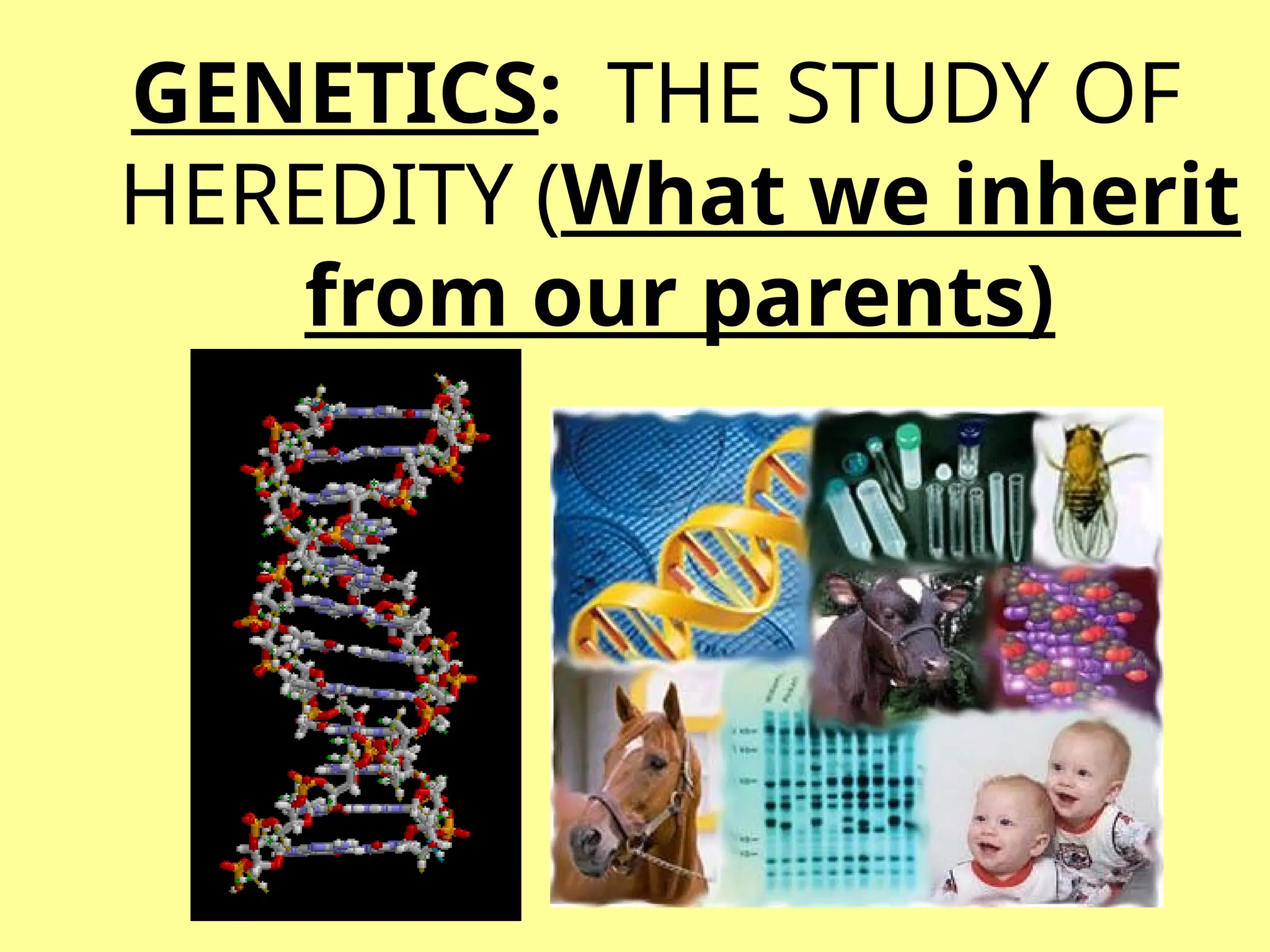 Mendelian Genetics for Science 9.ppt.pptx