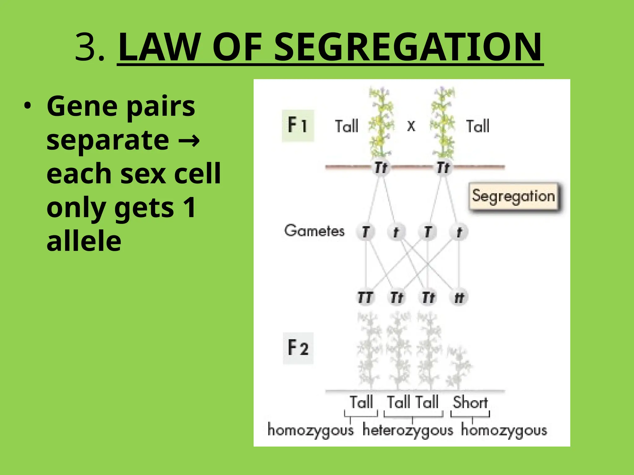 Mendelian Genetics for Science 9.ppt.pptx