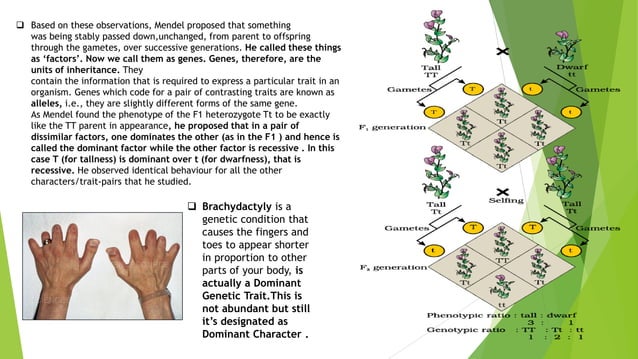 MENDELIAN GENETICS: Unveiling the Principles of Inheritance | PPT