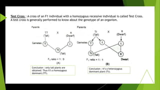 MENDELIAN GENETICS: Unveiling the Principles of Inheritance | PPT