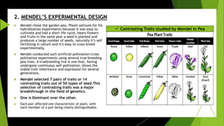 MENDELIAN GENETICS: Unveiling the Principles of Inheritance | PPT