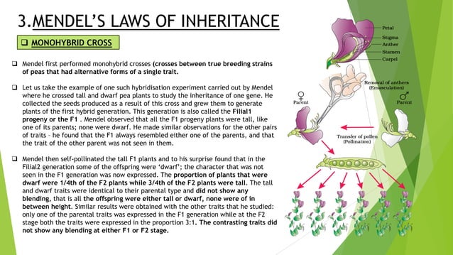 MENDELIAN GENETICS: Unveiling the Principles of Inheritance | PPT