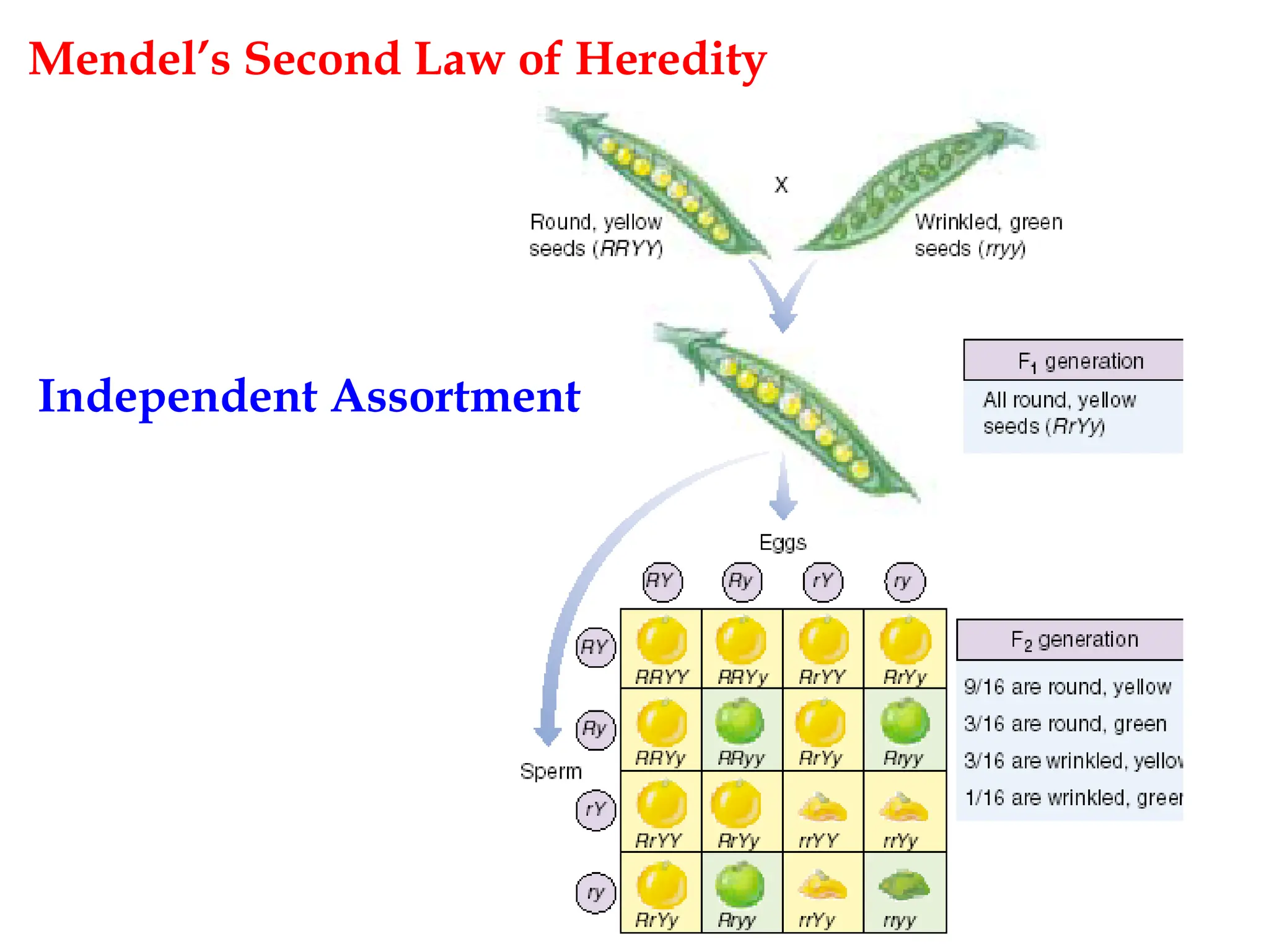 Mendelian Genetics understanding the Mendelian | PPT