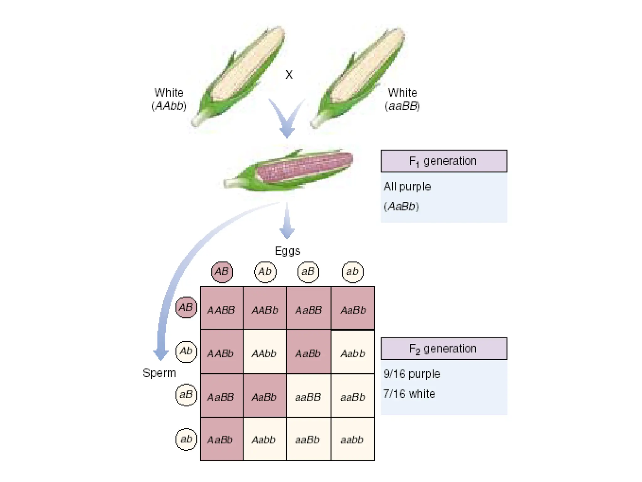 Mendelian Genetics understanding the Mendelian | PPT