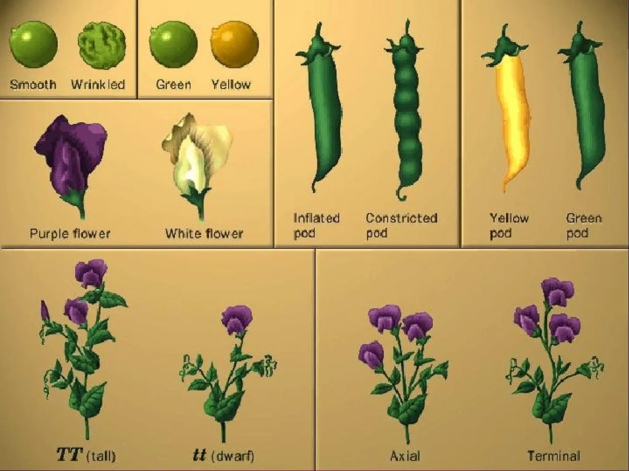 Mendelian genetics and punnett squares slideshow | PPT