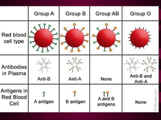 Mendelian genetics and punnett squares slideshow | PPT