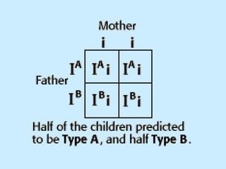 Mendelian genetics and punnett squares slideshow | PPTX