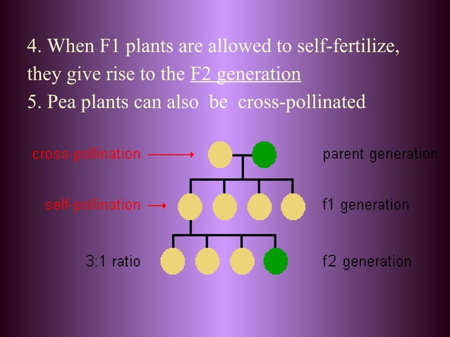 Mendelian genetics and punnett squares slideshow | PPT