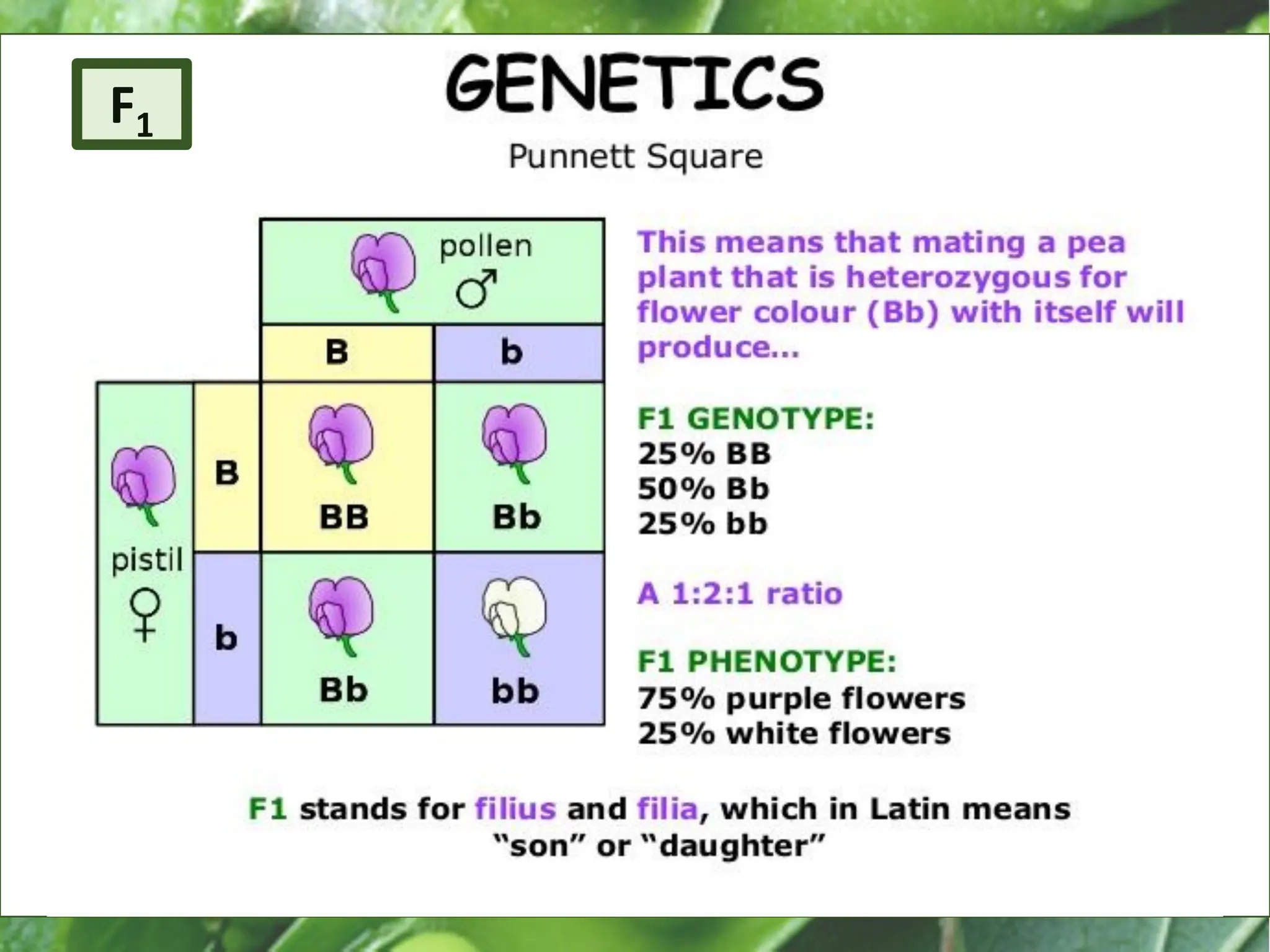 Mendelian Genetics Powerpoint Presentation.pdf