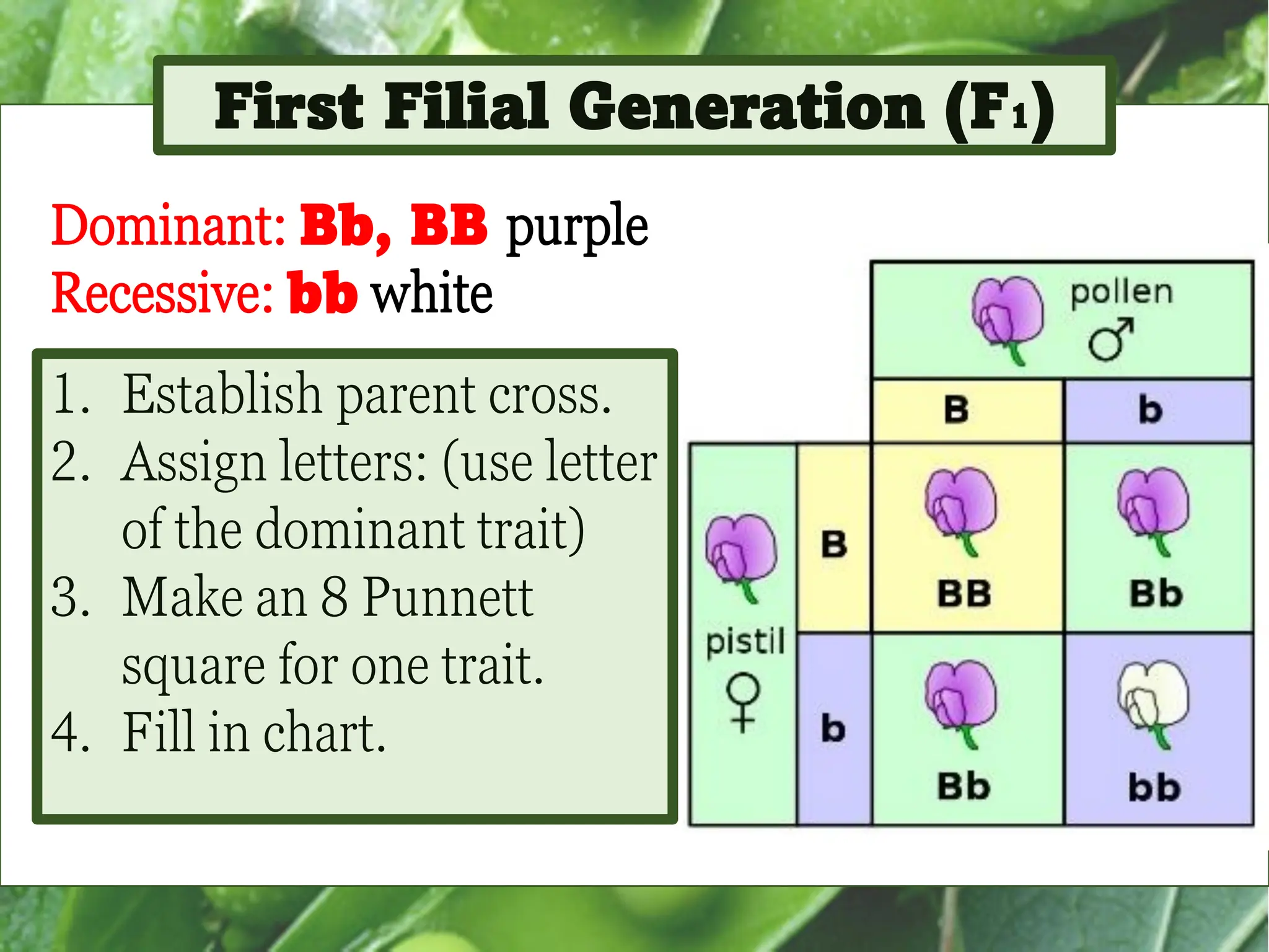 Mendelian Genetics Powerpoint Presentation.pdf