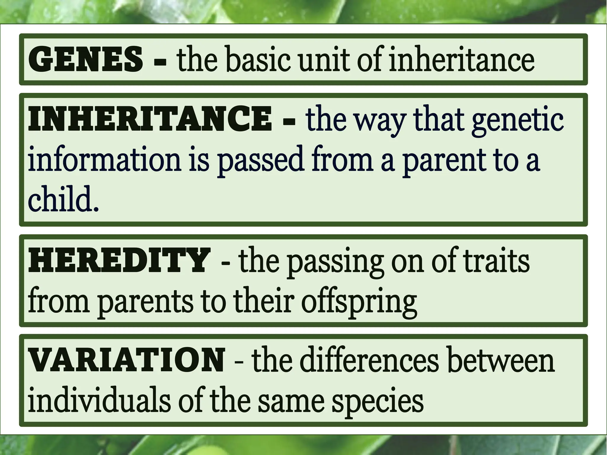 Mendelian Genetics Powerpoint Presentation.pdf