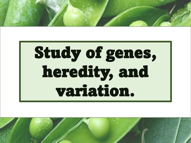 Mendelian Genetics Powerpoint Presentation.pdf