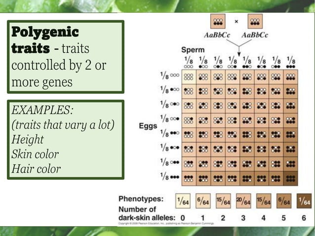 Mendelian Genetics Powerpoint Presentation.pdf