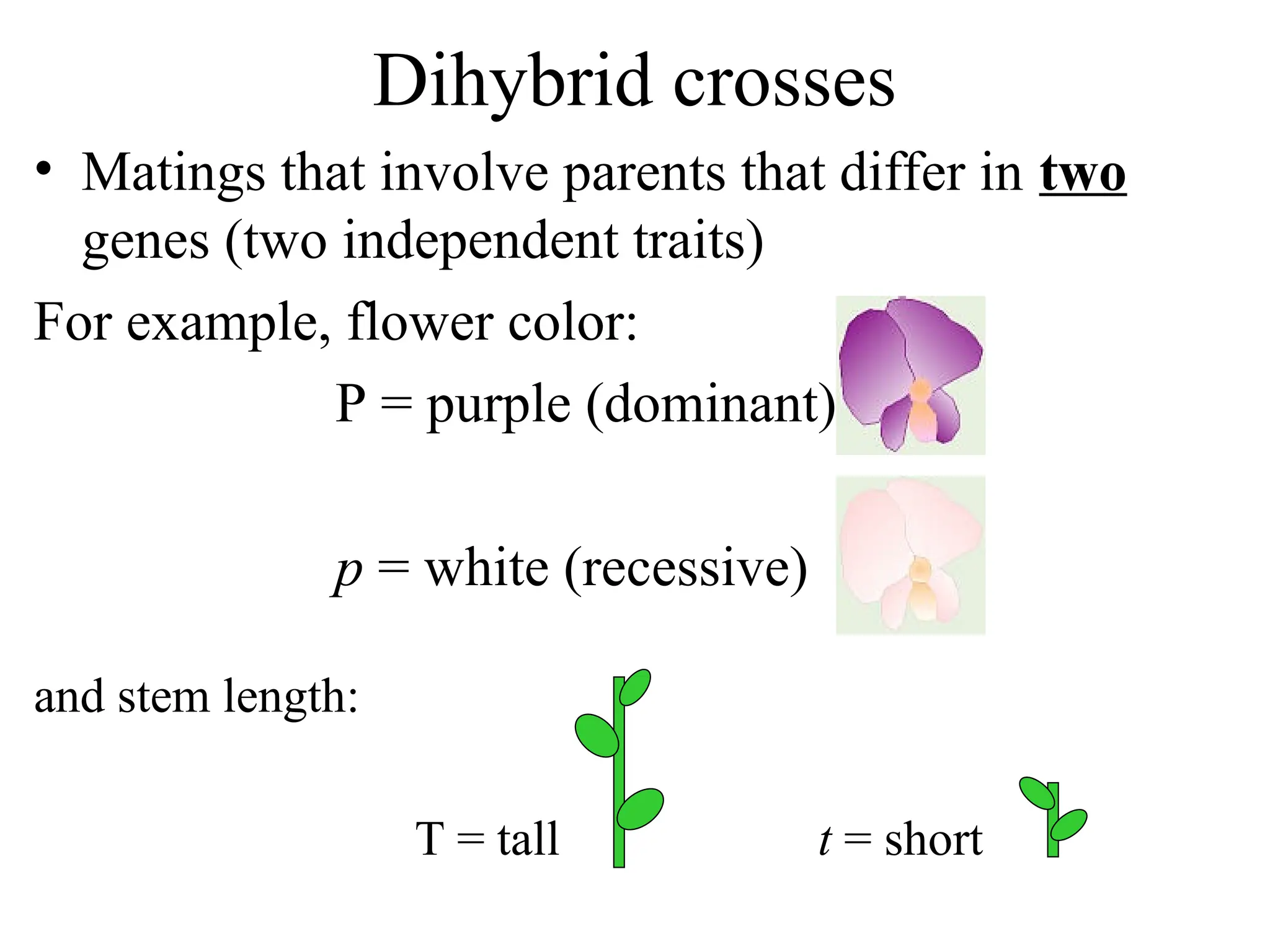 Mendelian's Genetics: Monohybrid, Dyhybrid, Trihybrid | PPT