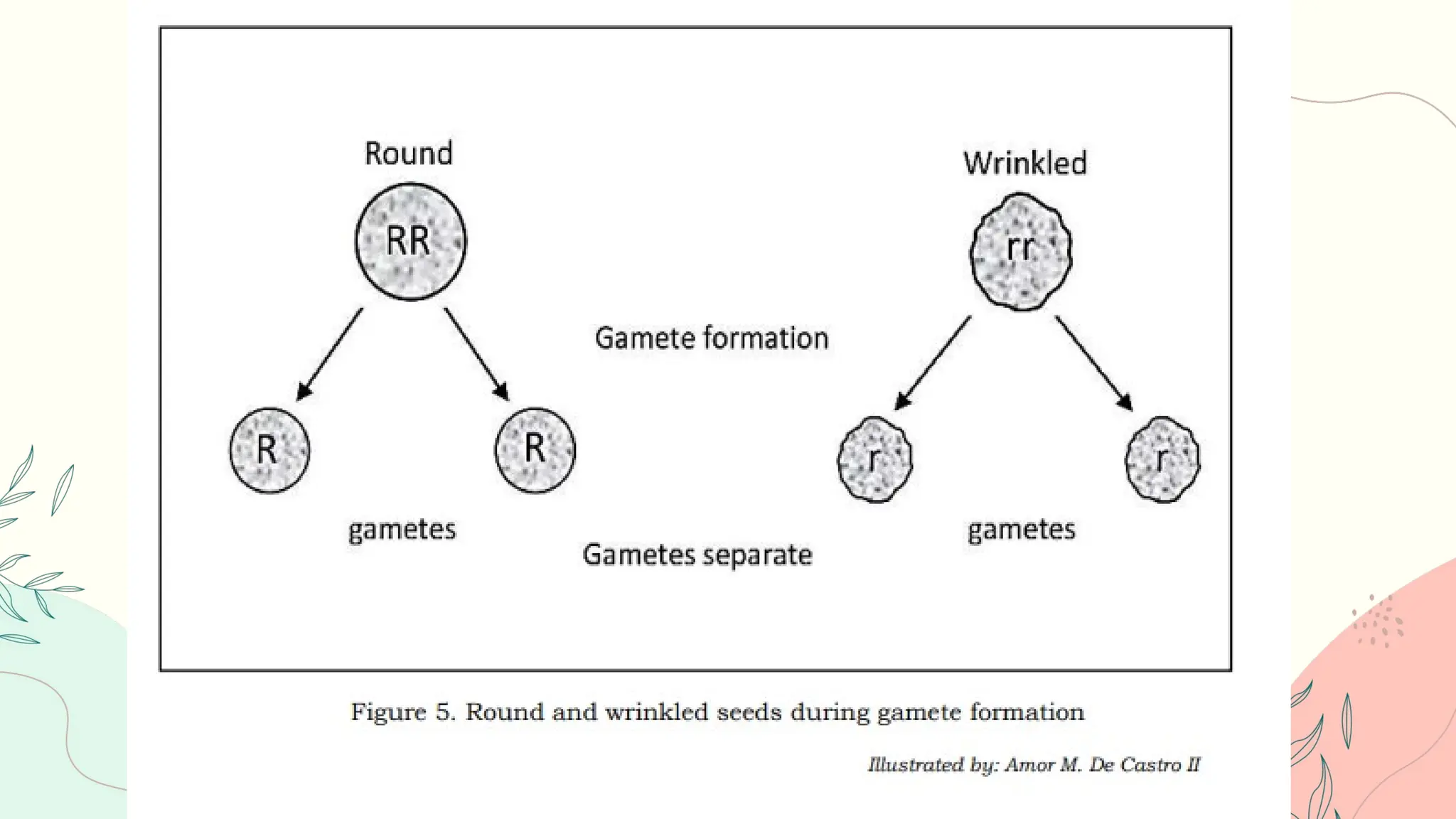 Mendelian Genetics grade 8 powerpoint.pptx