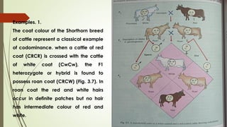 mendelian genetics-extension PDF (1).pdf