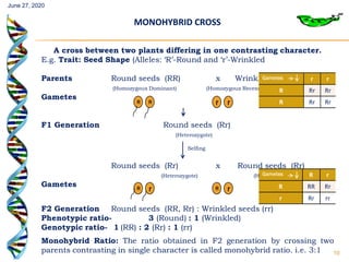 Mendelian genetics1 | PPT | Free Download