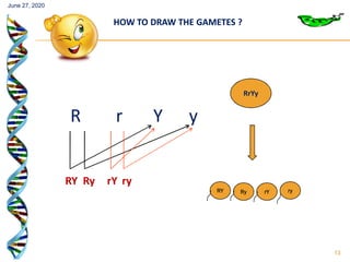 Mendelian genetics1 | PPT