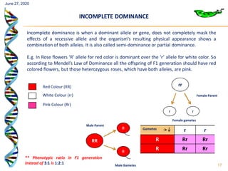 Mendelian genetics1 | PPT