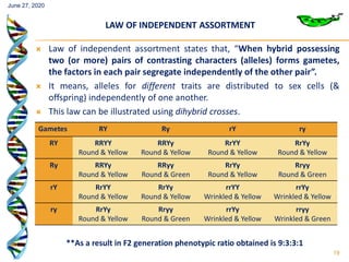 Mendelian genetics1 | PPT