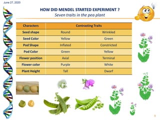 Mendelian genetics1 | PPT