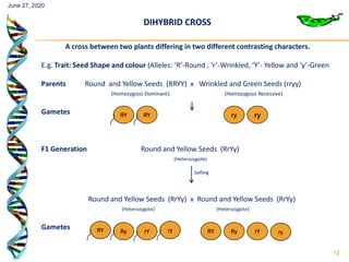 Mendelian genetics1 | PDF